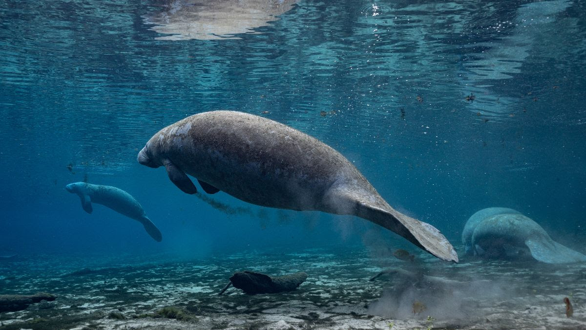 Florida has a Manatee Crisis - The Marjorie
